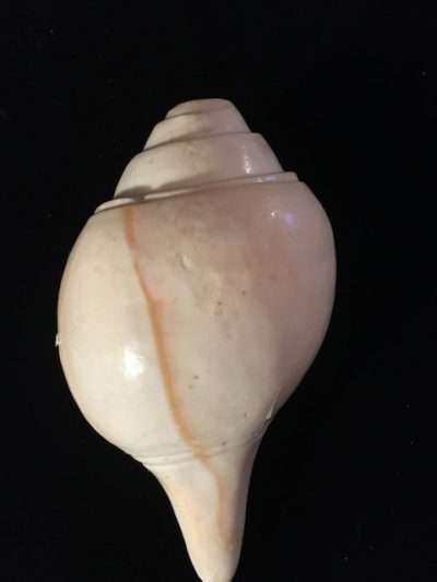 Plain conch shell 20cm - Buddhist Images