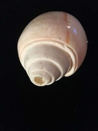Plain conch shell 20cm - Buddhist Images